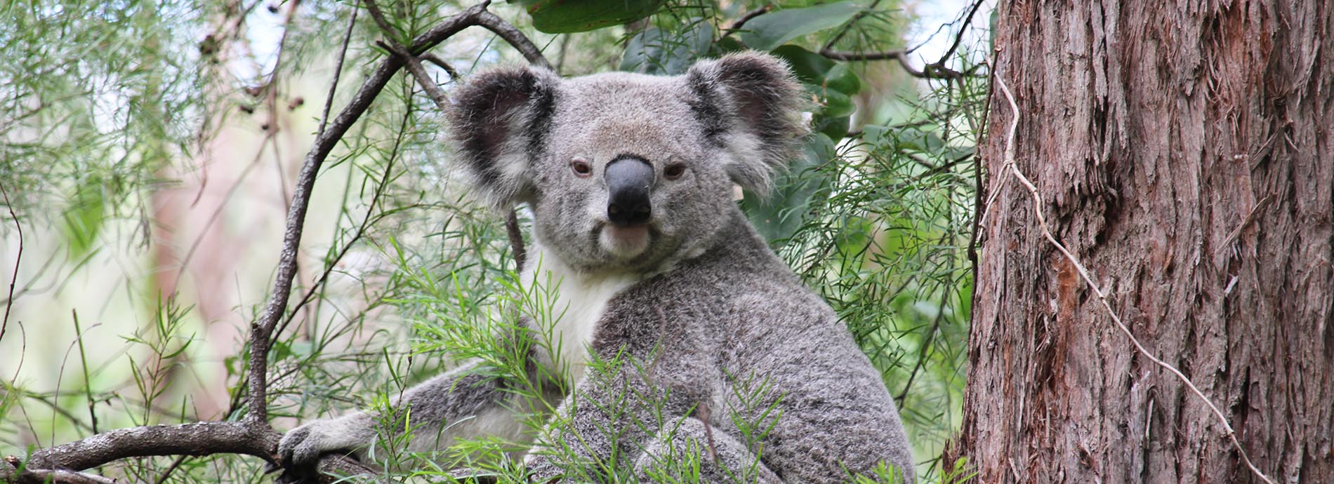 Koala research