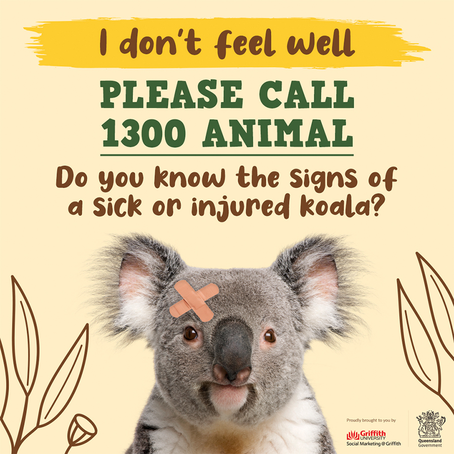 Resources to Help Protect Koalas | Wildlife Watcher