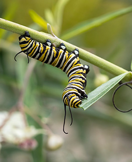 World Science Festival Brisbane